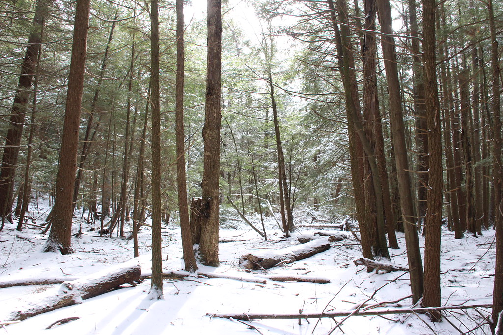 Nature has many surprises | News, Sports, Jobs - Observer Today